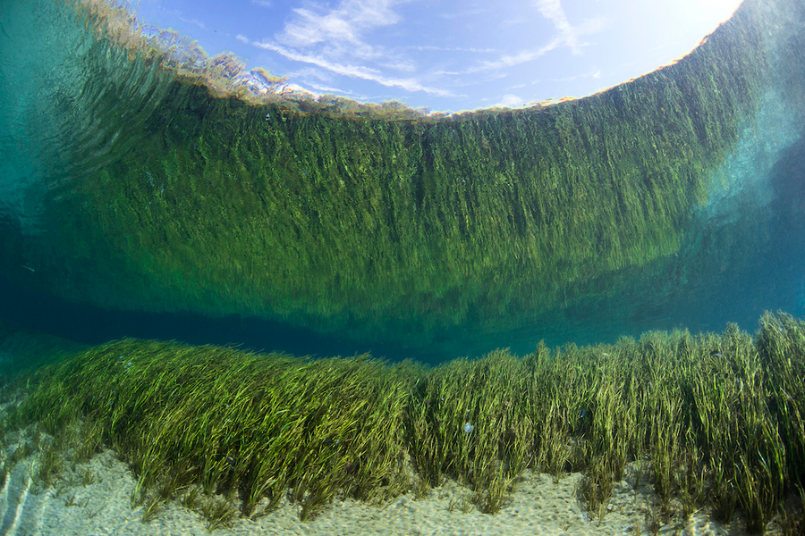 Duck Camo Hats - Swamp Water – Captains For Clean Water